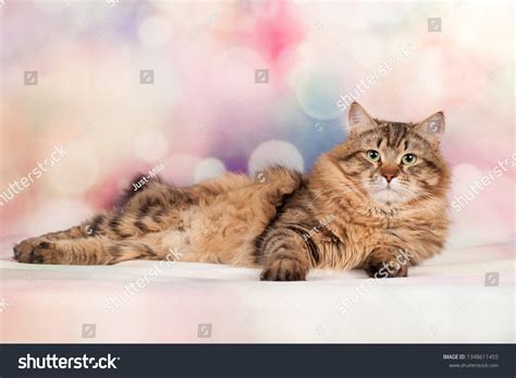 Siberian Cat Kitten On Beautiful Background库存照片1348611455 Shutterstock