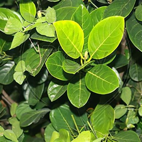 Fresh Jackfruit Leaves Artocarpus Heterophyllus Jackfruit Tree Leaves 50 Fresh Leaves