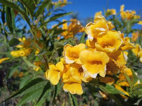 Tronadora La Planta Medicinal Con Una Larga Lista De Propiedades