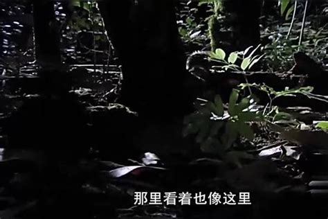 小马岛猬觅食迷路 全靠伙伴摩擦声寻回