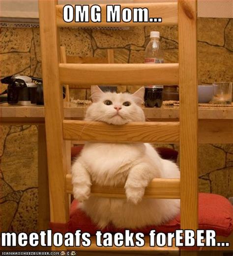True Book Addict Books Cats And More Cat Thursday Happy Mothers Day