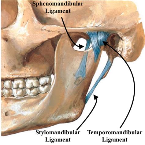 Sphenomandibular Ligament Cadaver