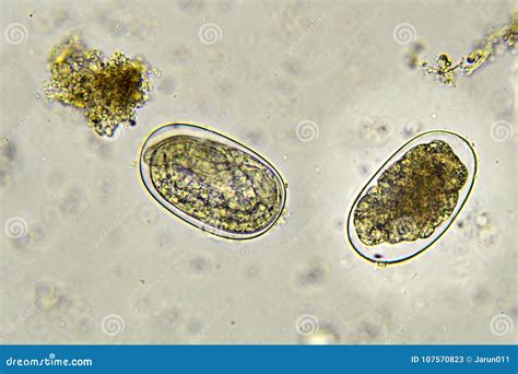 Hookworms Eggs