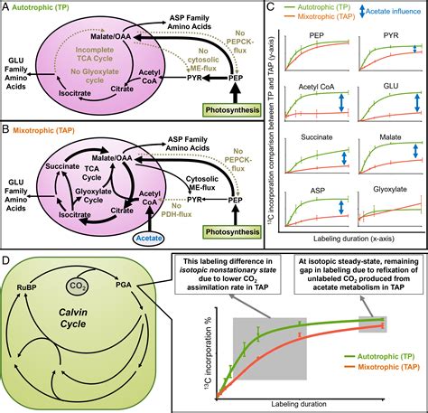 Metabolic Rewiring And Biomass Redistribution Enable Optimized