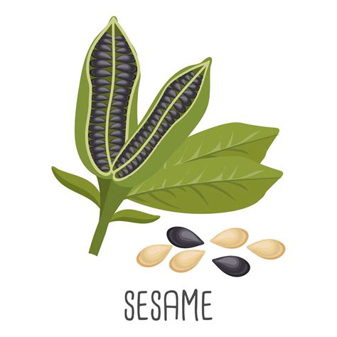 Sesame Seeds And Sesame Plant Sesame Seeds In Pods Food Illustration
