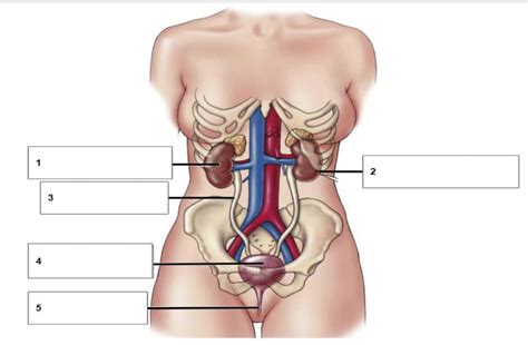 Urinary System Diagram 1 Diagram Quizlet Urinary System Diagram 1 Diagram Quizlet