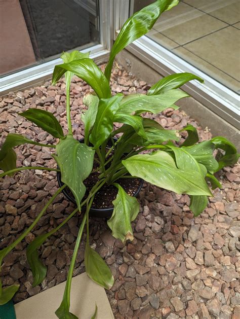 Fertilizer Burn Rhouseplants