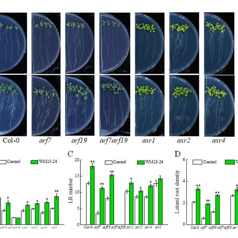 Pdf A Volatile Producing Bacillus Subtilis Strain From The