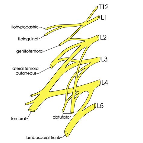 Lumbosacral Plexus Simplified Epomedicine
