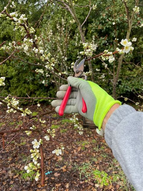 How To Prune A Santa Rosa Plum Tree