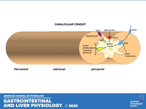 Hepatic Bile Formation Bile Acid Transport And Water Flow Into The