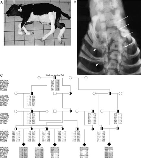 Complex Vertebral Malformation A Affected Calf Notice The Short