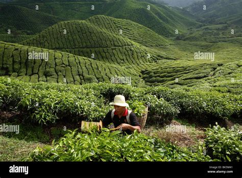 Tea Plantation Cameron Highlands