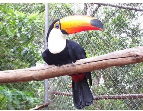 Scientific Theories Behind The Size Of A Toucans Beak