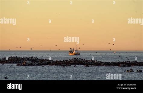 Catching Flying Fish Stock Videos And Footage Hd And 4k Video Clips Alamy