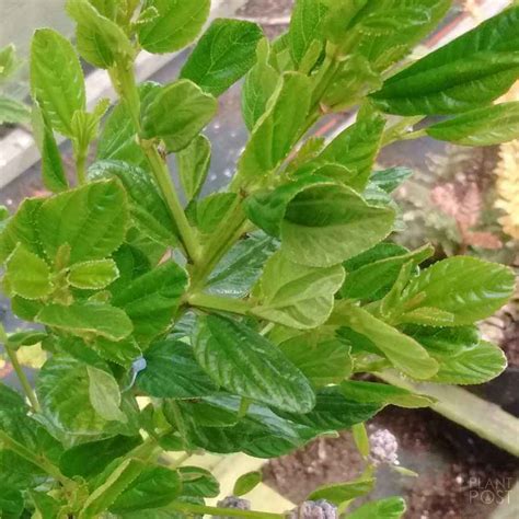 Ceanothus Evergreen California Lilac Varieties