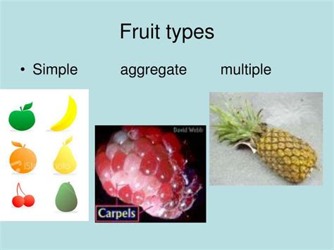 Ppt Plant Divisions Powerpoint Presentation Free Download Id1002658