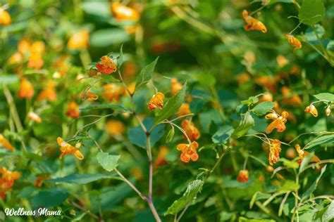 Diy Jewelweed Salve For Poison Ivy And More Puertorico Digital News