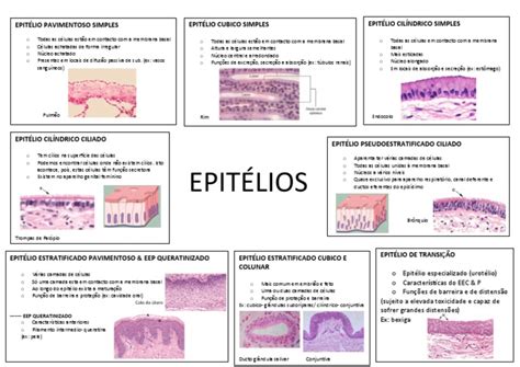 Características E Exemplos Dos Principais Tipos De Epitelio Pdf Epitélio Anatomia