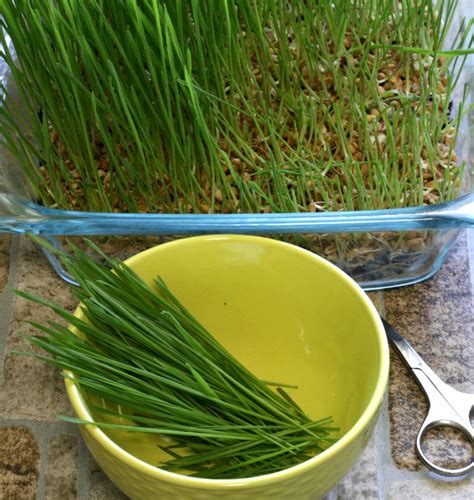 Growing Wheatgrass Seeds How To Grow Wheat Berries At Home