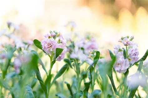 Matthiola Incana Or Commonly Called Stock Beautiful Pastel Pink