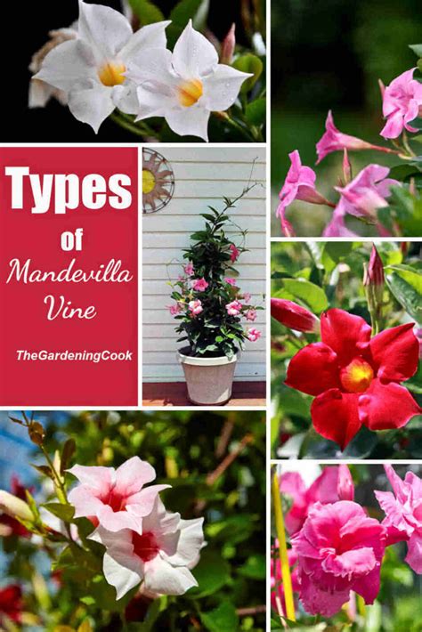 Mandevilla Care Sun Water Pruning And Growing Tips