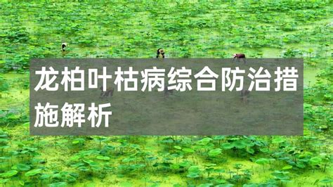 龙柏叶枯病综合防治措施解析