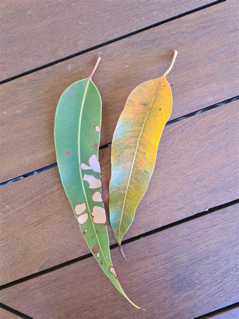 Eucalyptus Tree Has Dying Leaves Rplantclinic
