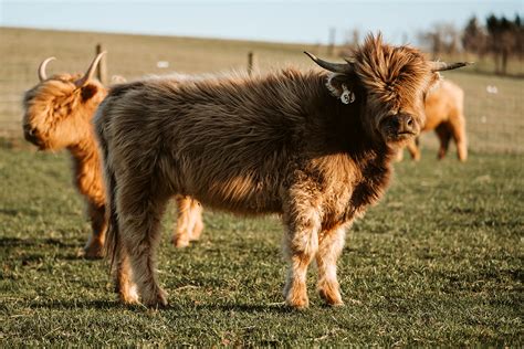 Miniature Cows Do Exist