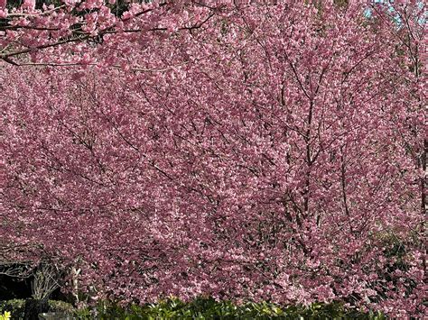 花見台灣賞花情報社團 2025215 新竹五峰四季露營區（山上人家附近）香水櫻盛開，營主開放讓一般遊客拍照但露營區內有露營客的營位