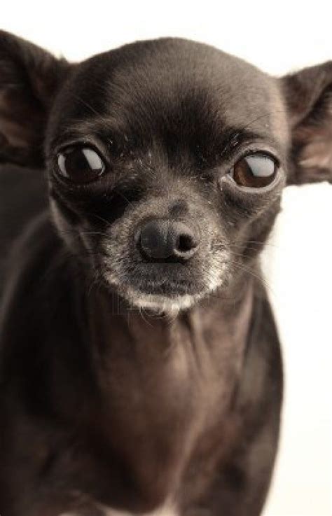 Are All Black Chihuahuas Rare
