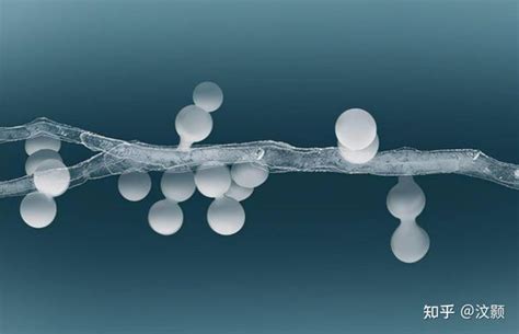 中国科学院基于液滴微流控的放线菌高通量筛选方面获进展 知乎