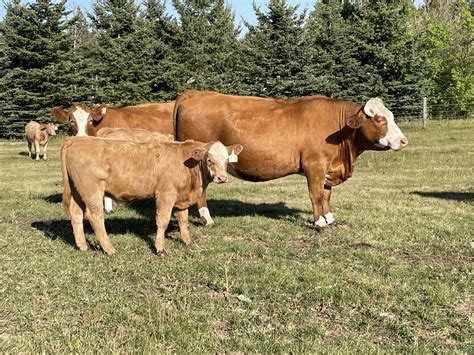 Luke And Jen Smith 575 Heifer Calves 90 Head Sundre Ab Team