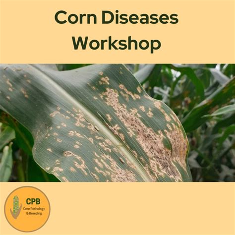 Corn Pathology And Breeding On Linkedin Corn Diseases Workshop 23