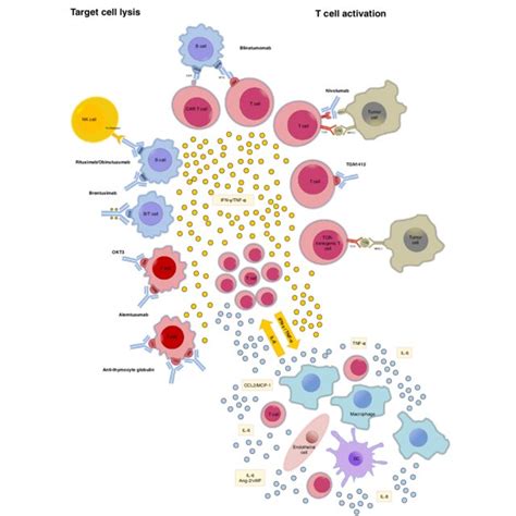 Differential Diagnoses Of Crs Related Hlh Mas Download Table