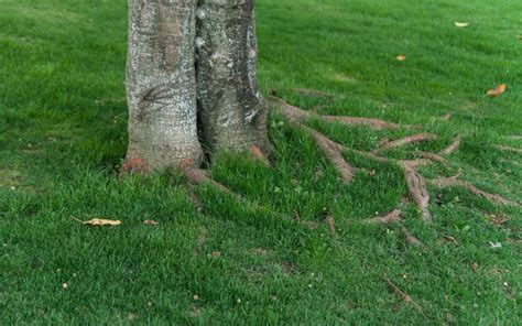 How To Feed Tree Roots At Gabrielle Trouton Blog