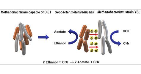 Methanobacterium Capable Of Direct Interspecies Electron Transfer