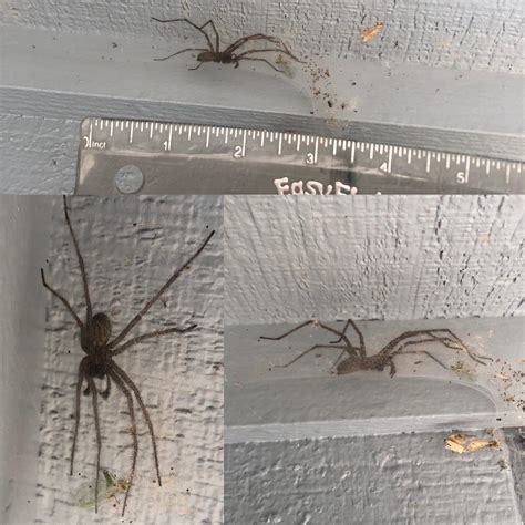 Giant House Spider Size
