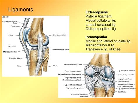 Muscles And Actions Of The Knee Ppt Download