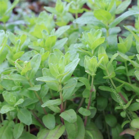 Comprar Macassá Catinga De Mulata Secos Para Banhos E Usos