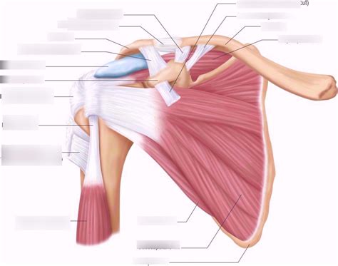 Scapular Muscles Diagram Quizlet