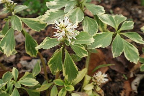 Pachysandra Terminalis Variegata