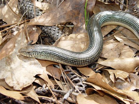 Eastern Glass Lizard Ophisaurus Ventralis Brad Gloriosos Personal Website Amphibians And