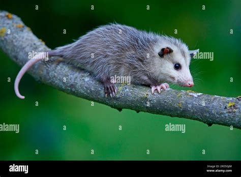 North American Opossum Young Minnesota Usa Didelphis Marsupialis