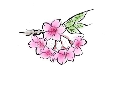 濃いピンク色の河津桜イラスト No 23627523｜無料イラスト・フリー素材なら「イラストac」