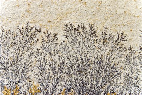 化石高清图片 石头中的植物化石 石头中的植物化石图片免费下载 5104824786 千图网pro