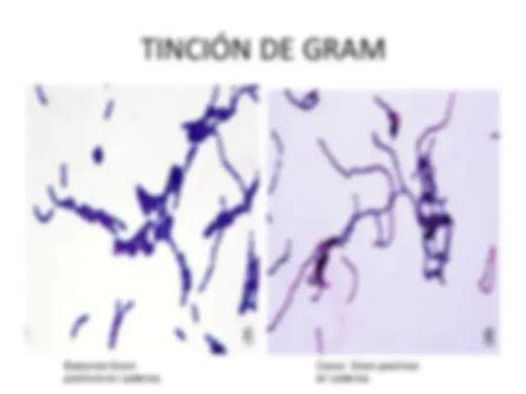 Repaso De Bacteriología Y Micología Medios De Cultivo Tinciones Y