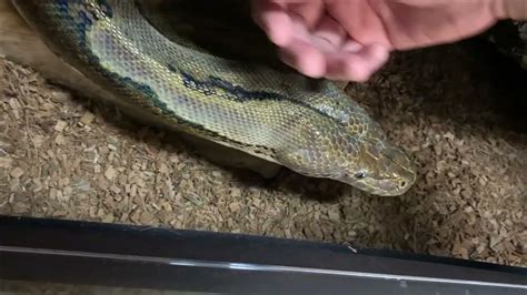 Getting Out My 15ft Reticulated Python Without A Hook Youtube