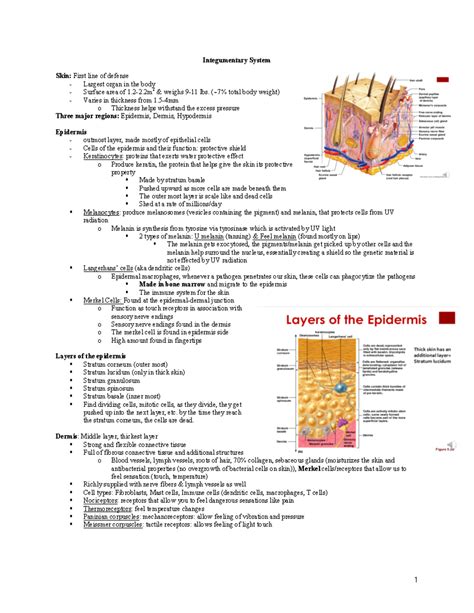 Integumentary System Study Guid Integumentary System Skin First Line