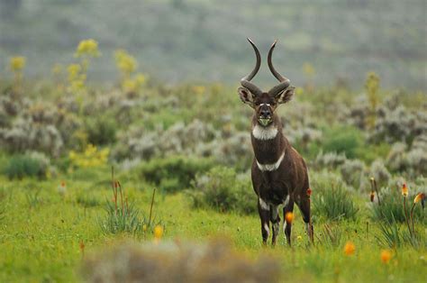 Endemic Mammals Of Ethiopia Tours In Ethiopia Overland Ethiopia Tours